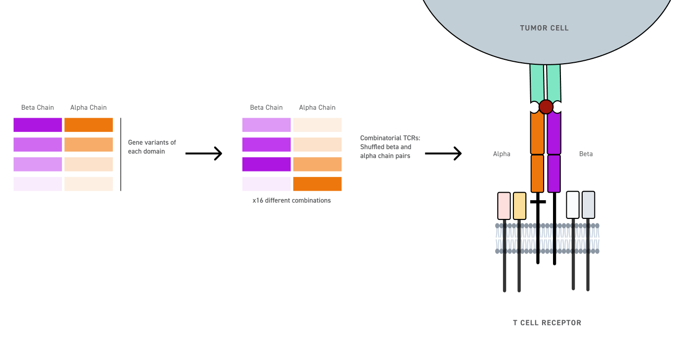TCR Libraries - Twist Bioscience